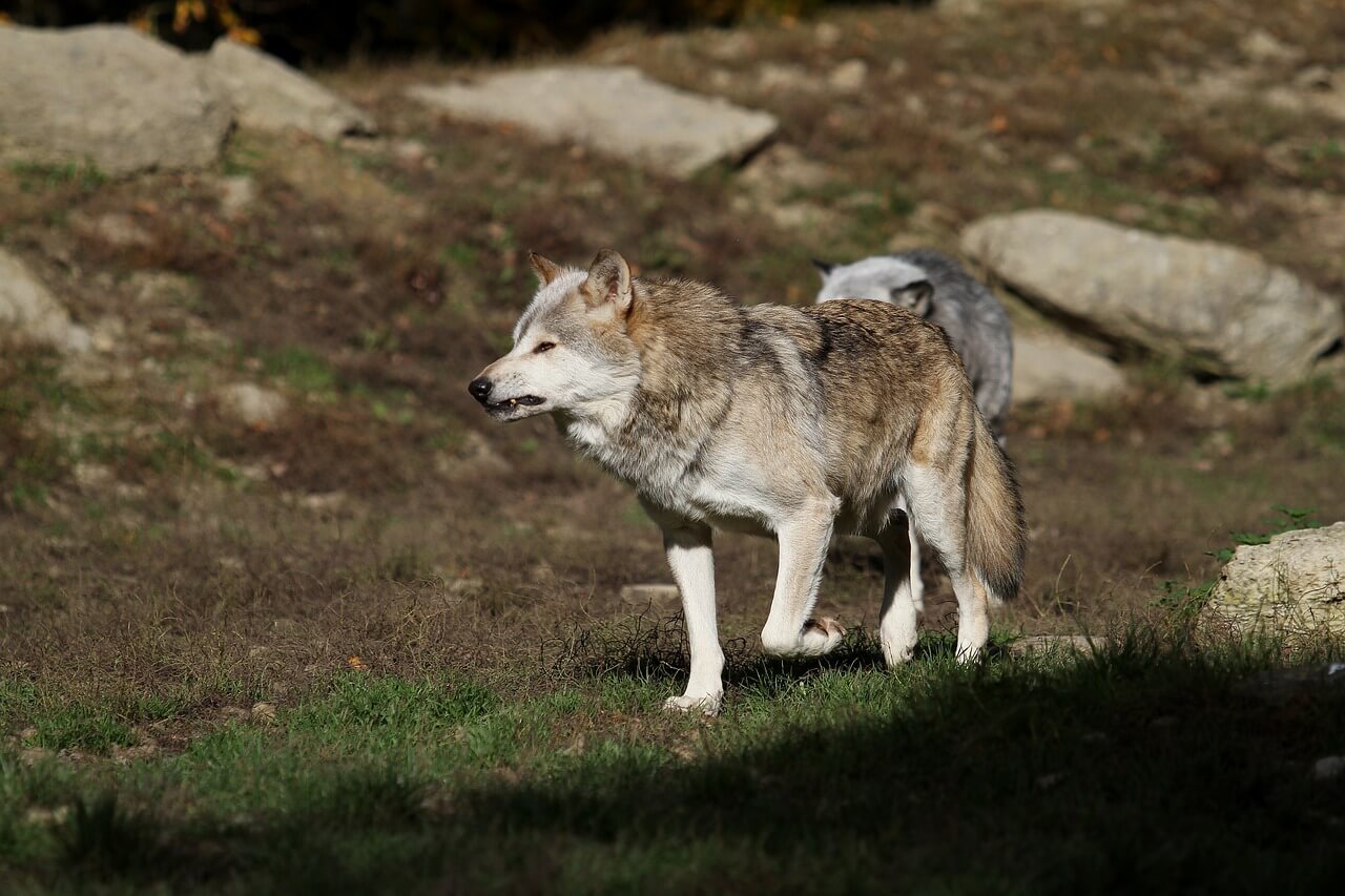 Aumentan los ataques de lobos: ¿Cómo controlarlo? | Eltiempo.es