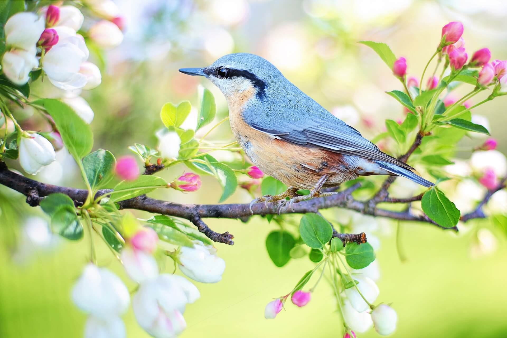 ¿Hay primavera en todo el planeta? | Eltiempo.es