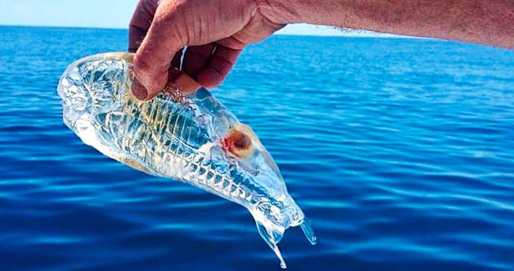 ¿Qué son las salpas y por qué invaden la costa andaluza?