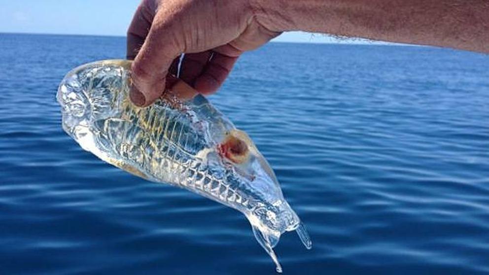 Qué son las salpas: ni son medusas, ni pican y hasta limpian el aire y el mar | Eltiempo.es