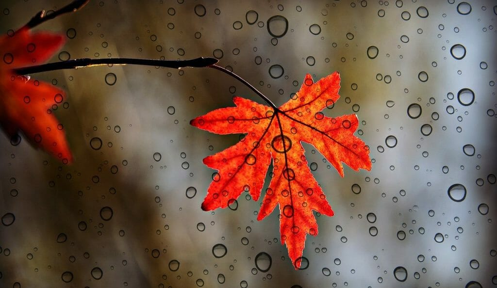 Qué pasa en otoño con la naturaleza: la estación de los cambios ...
