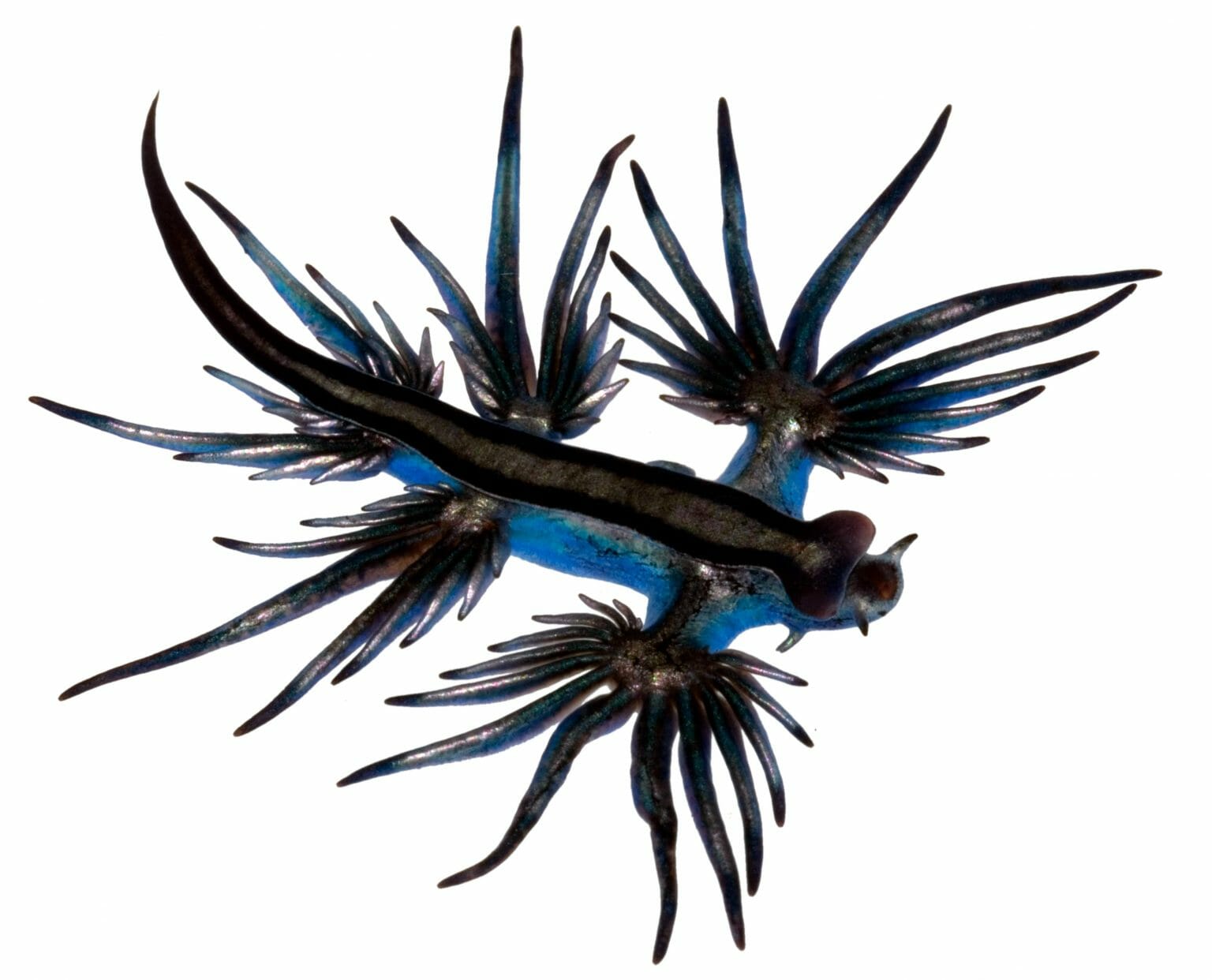 Reaparece el extraño dragón azul en Alicante tres siglos después ...