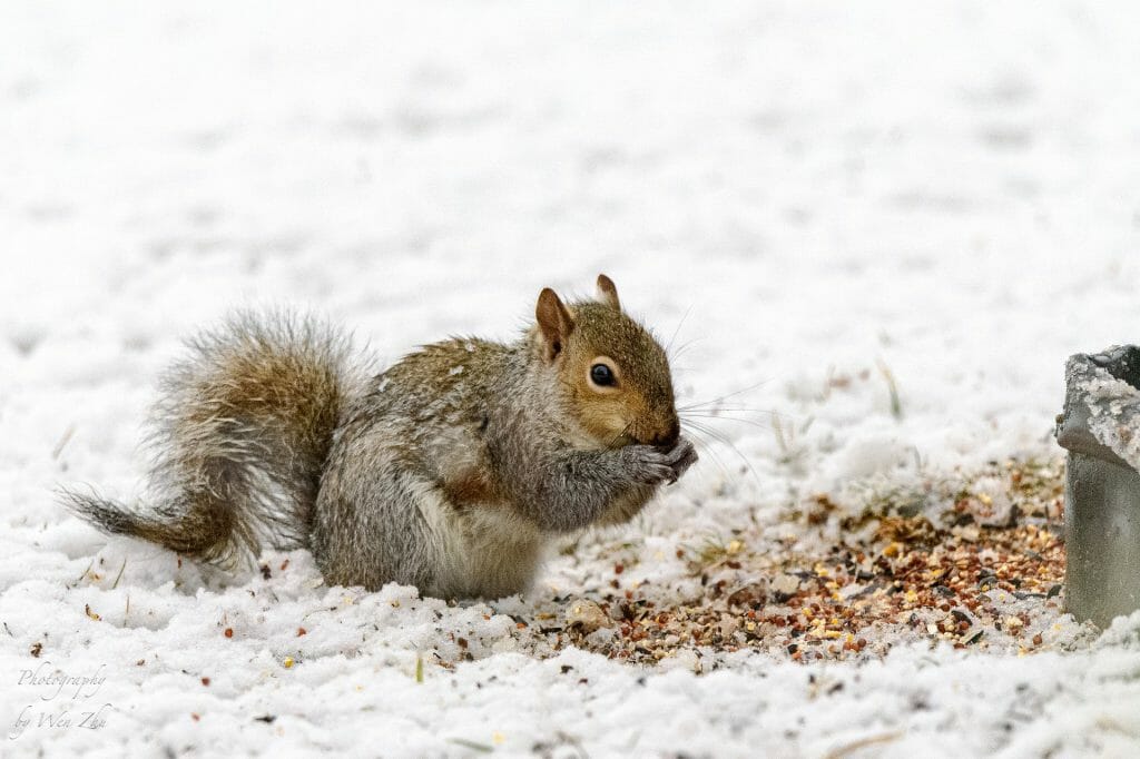Por qué nunca deberías comer nieve | Eltiempo.es