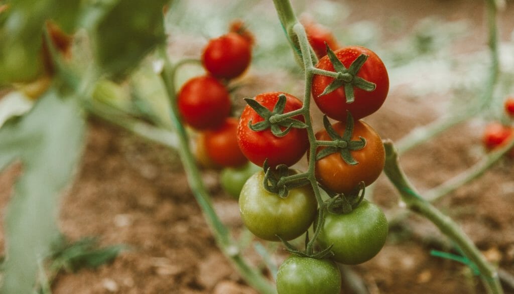 ¿Cómo plantar tomates? Apunta estos consejos | Eltiempo.es