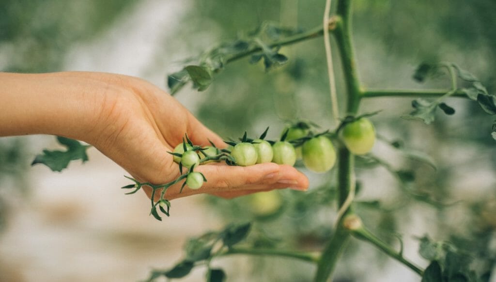 ¿Cómo plantar tomates? Apunta estos consejos | Eltiempo.es