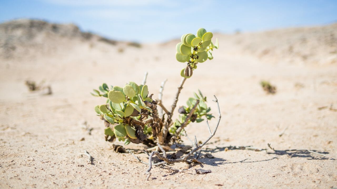 ¿Qué es la adaptación? | Eltiempo.es