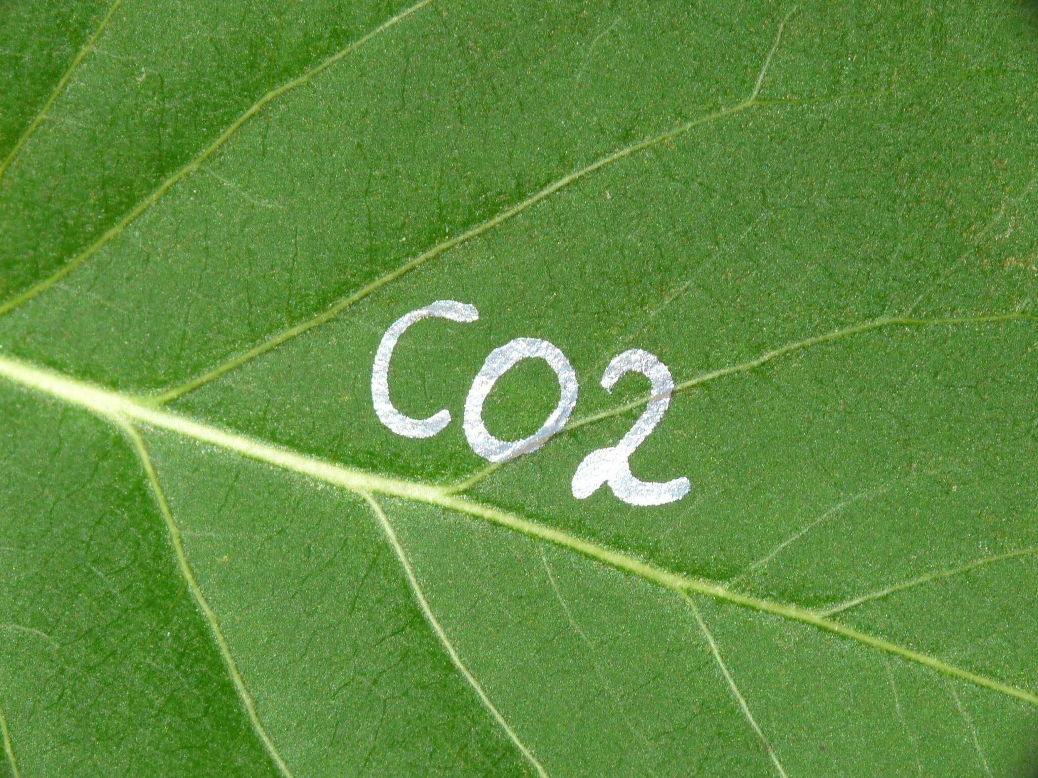 ¿Qué es la COP (Conferencia de las Partes)? | Eltiempo.es