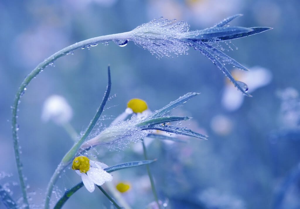 Cómo recuperar las plantas heladas con estos sencillos pasos | Eltiempo.es