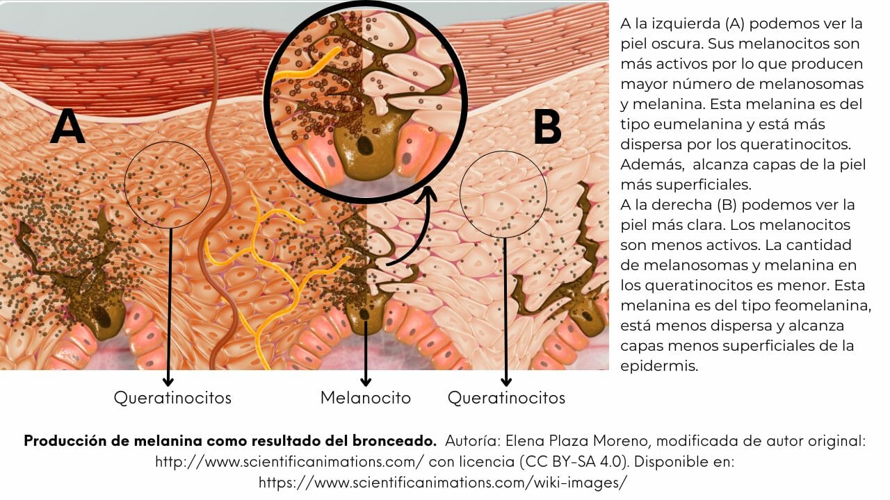 El proceso de bronceado: ¿Sabías que es un mecanismo de defensa de la ...