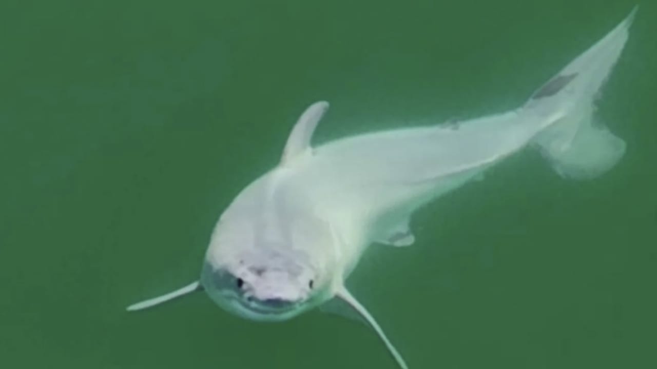 Captan el nacimiento de una cría de tiburón blanco | Eltiempo.es