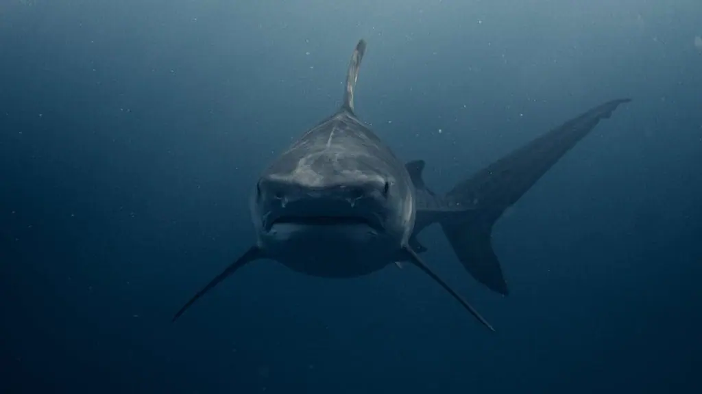 Captan el nacimiento de una cría de tiburón blanco | Eltiempo.es