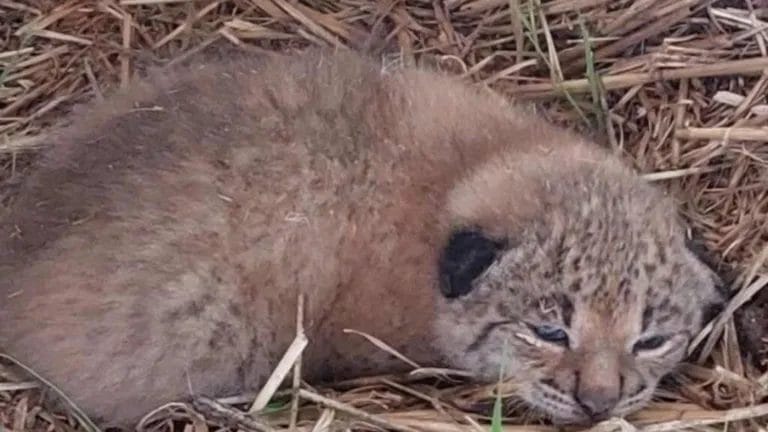 ¡Baby boom de cachorros! Nacen diez crías de lince ibérico en las ...