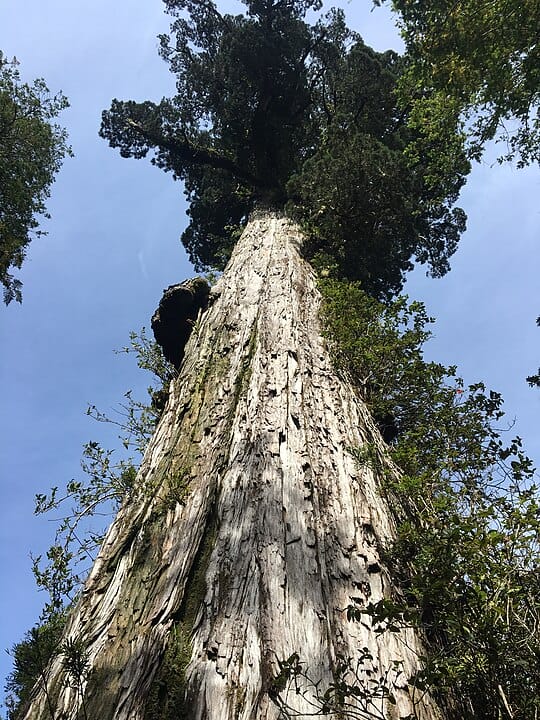 ¿Cuál es el árbol más viejo del mundo? | Eltiempo.es
