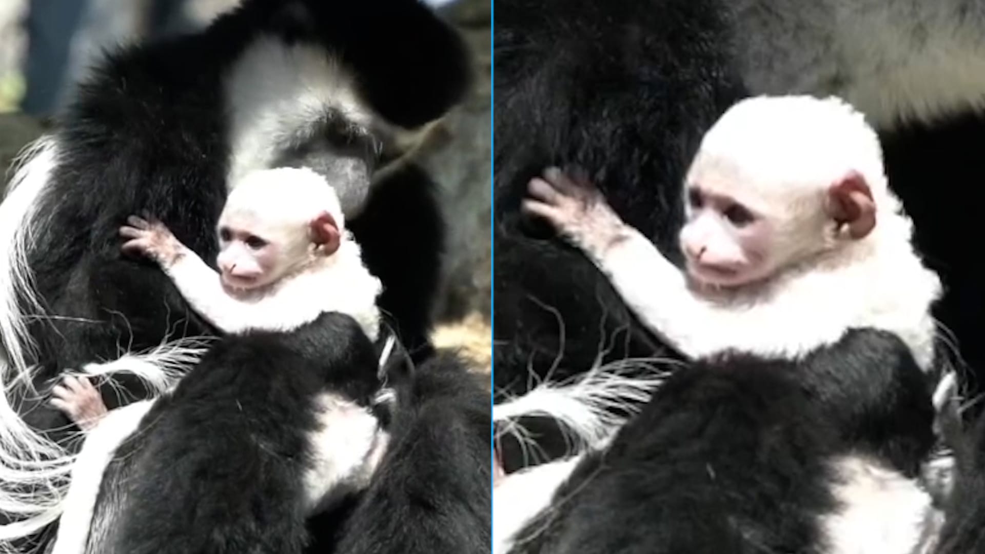 Nace un mono rosa bebé que despierta la curiosidad de todos | Eltiempo.es