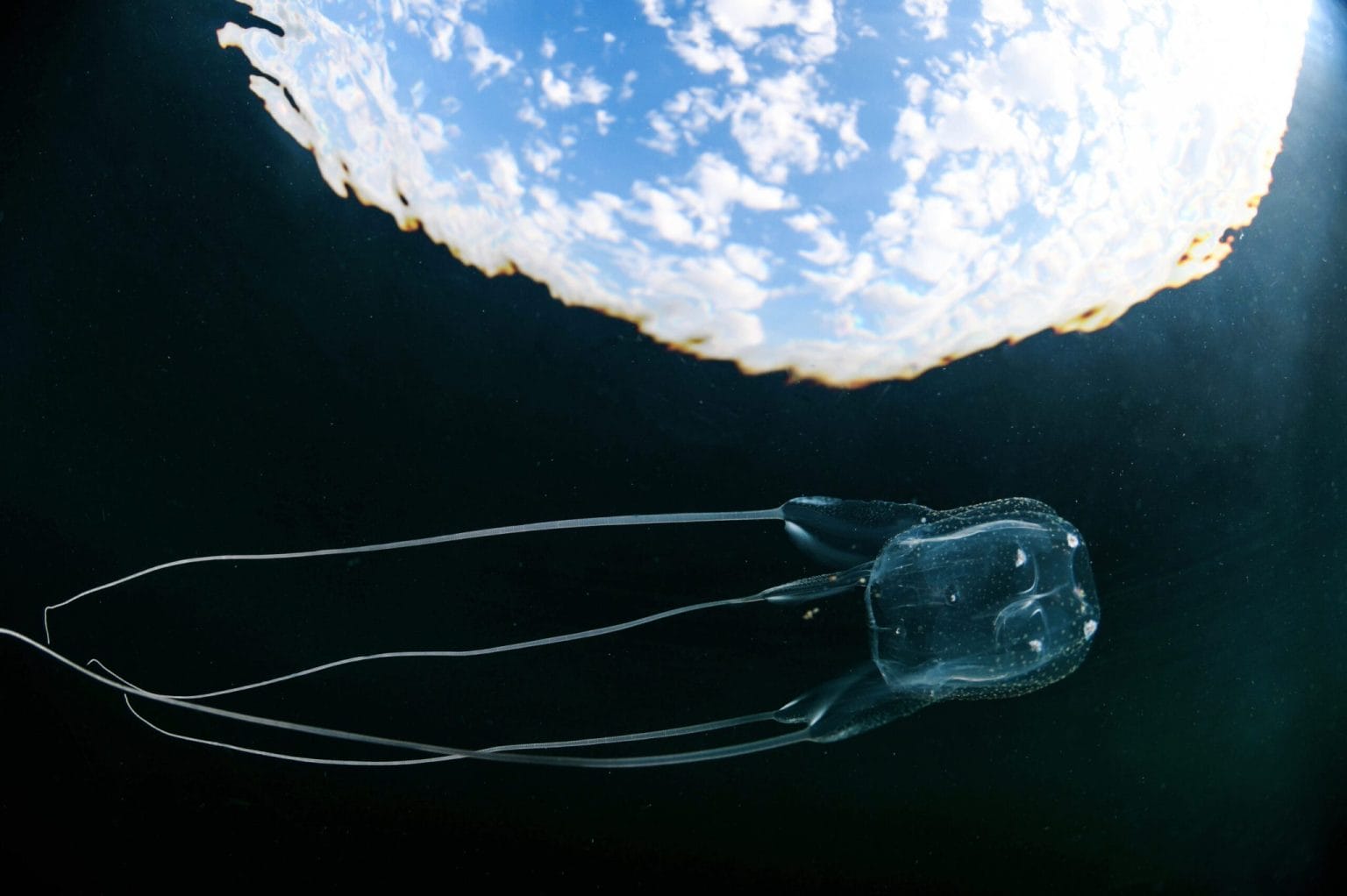 Todo lo que debes saber sobre la cubomedusa del Mediterráneo | Eltiempo.es