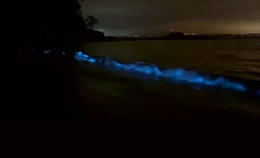 ¡El mar brilla! Capturan increíble bioluminiscencia en esta playa de ...