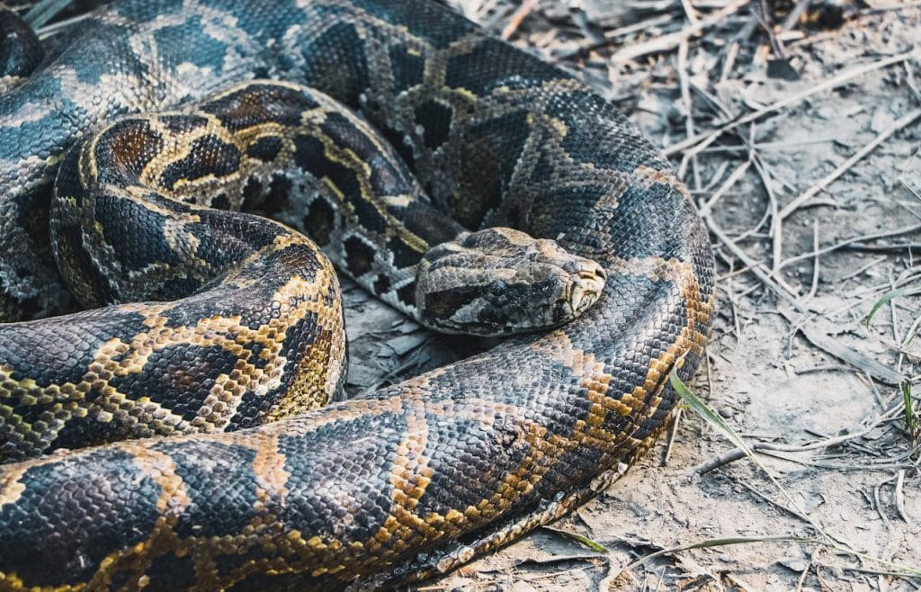 Una pitón «se traga» a una mujer de 45 años en Indonesia | Eltiempo.es