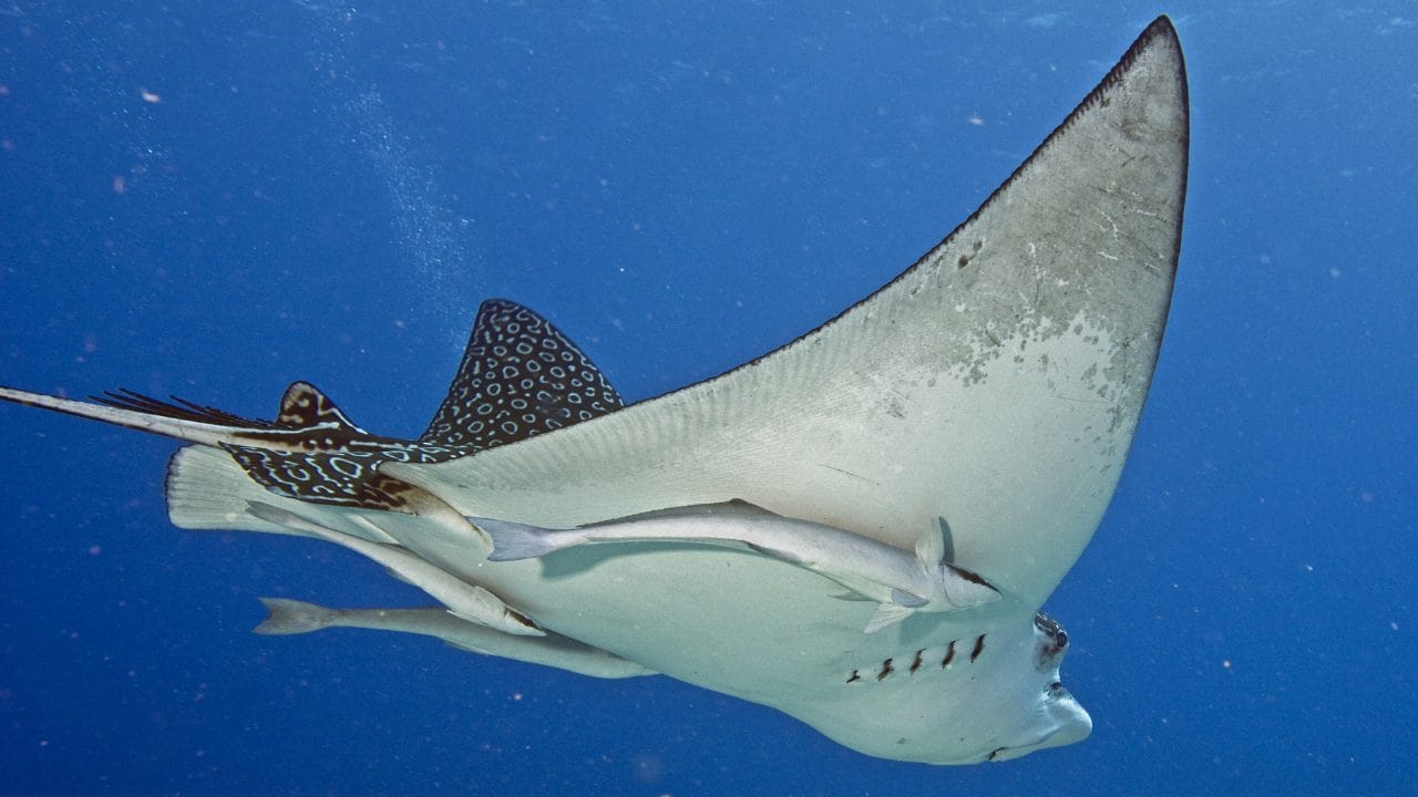 Comensalismo: una relación beneficiosa en el ecosistema | Eltiempo.es