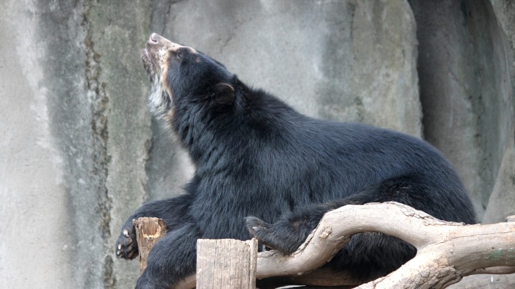 Retiran a un oso negro «infiltrado» en un festival de música | Eltiempo.es