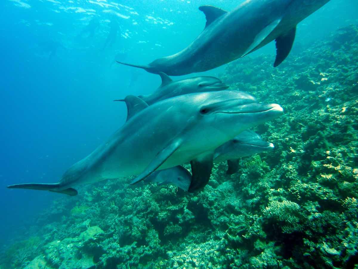 Delfines: características, hábitat y comportamiento | Eltiempo.es