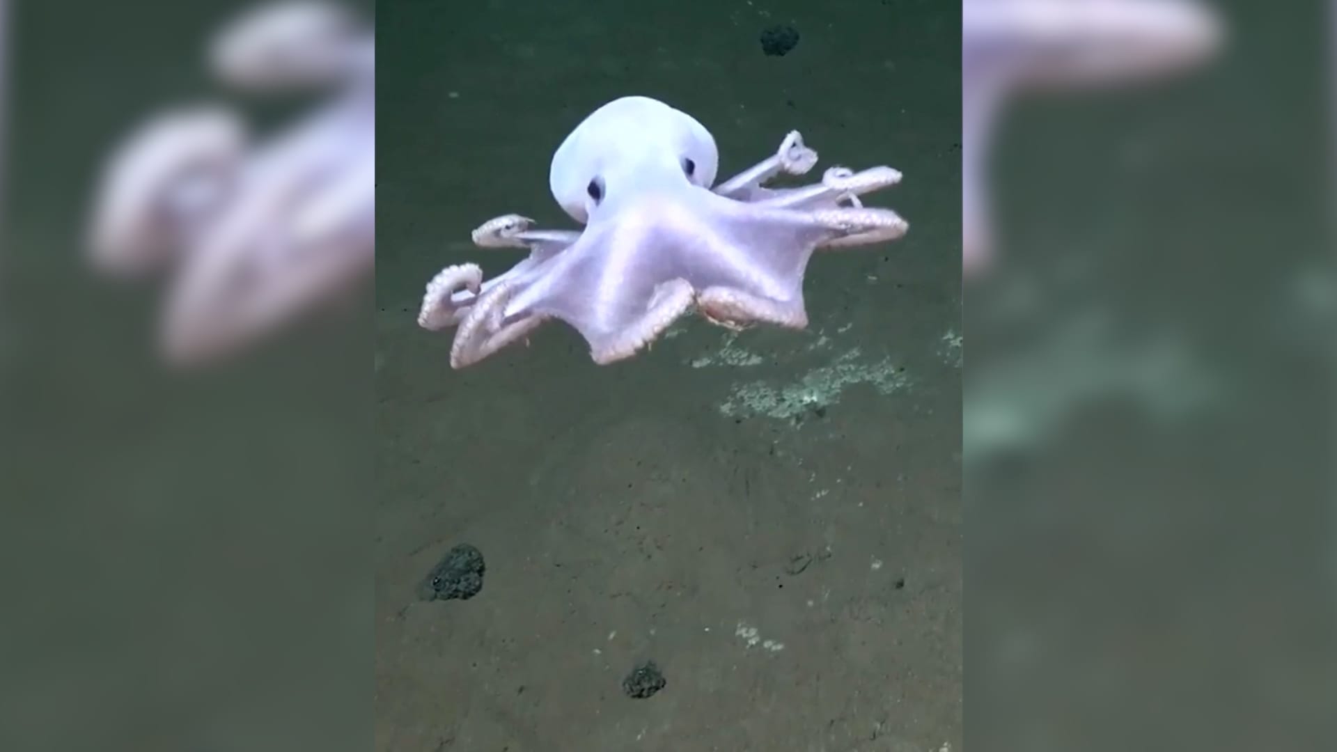 Cefalópodos: Características, tipos y curiosidades de estos fascinantes ...