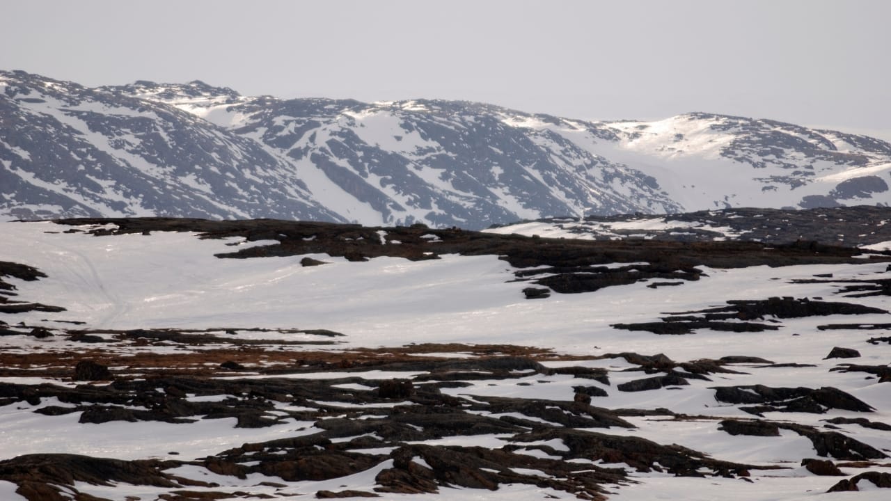 La tundra: características, flora, fauna y clima del bioma ártico | Eltiempo.es