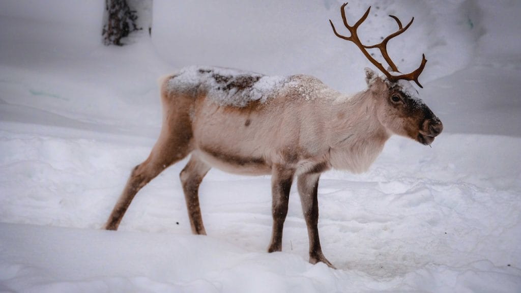 La tundra: características, flora, fauna y clima del bioma ártico | Eltiempo.es