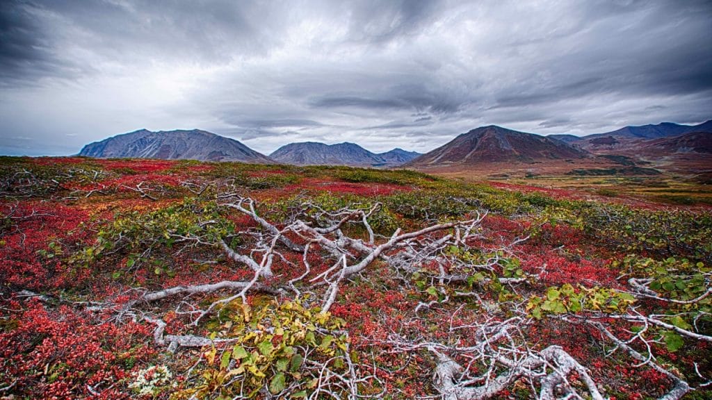 La tundra: características, flora, fauna y clima del bioma ártico ...