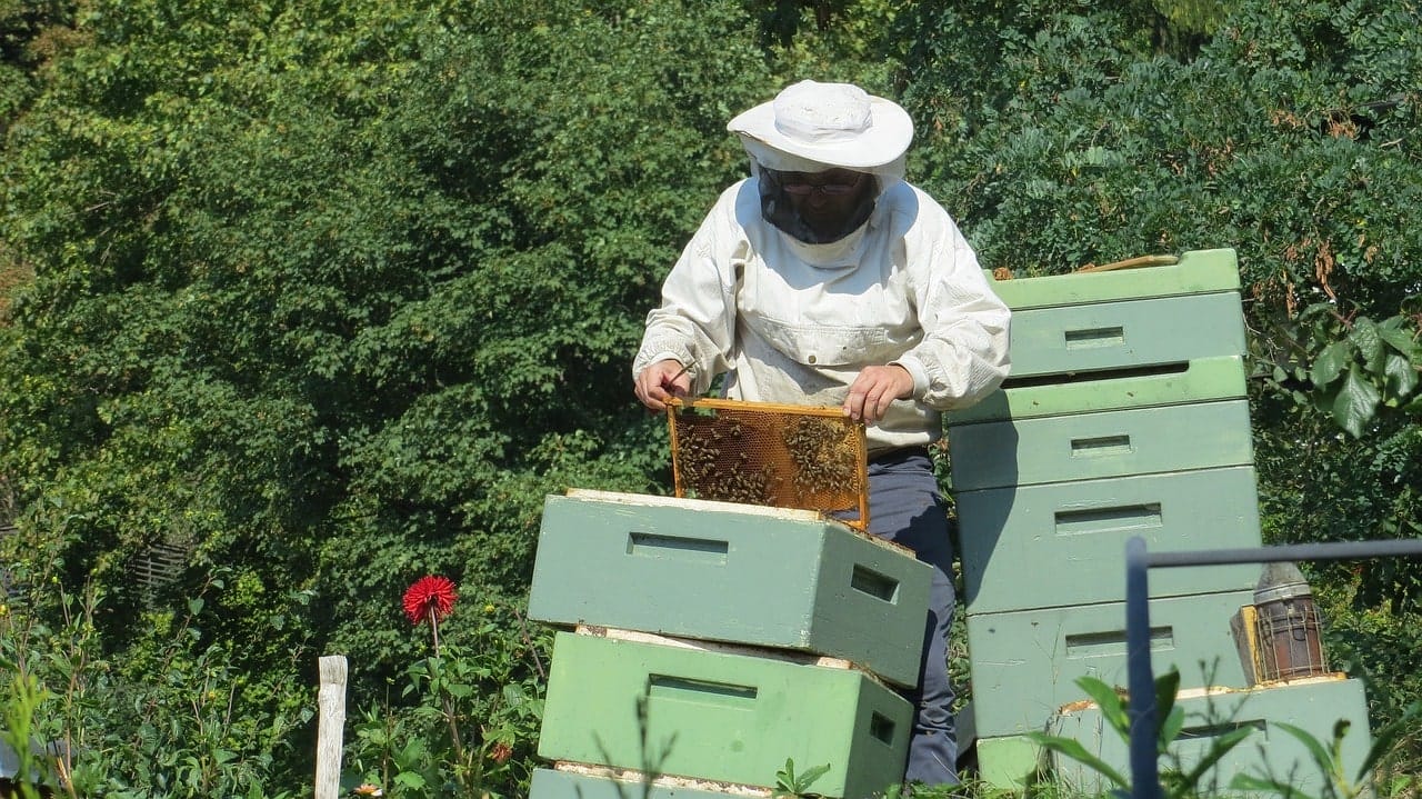 Dónde viven las abejas: conoce su hábitat y forma de vida | Eltiempo.es