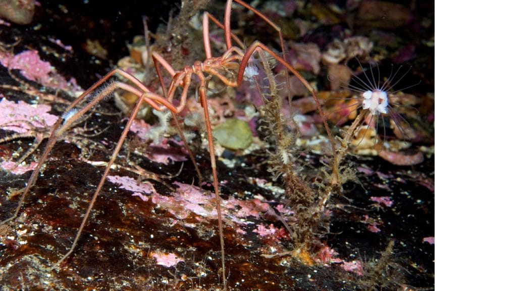 Todo lo que necesitas saber sobre la araña marina | Eltiempo.es
