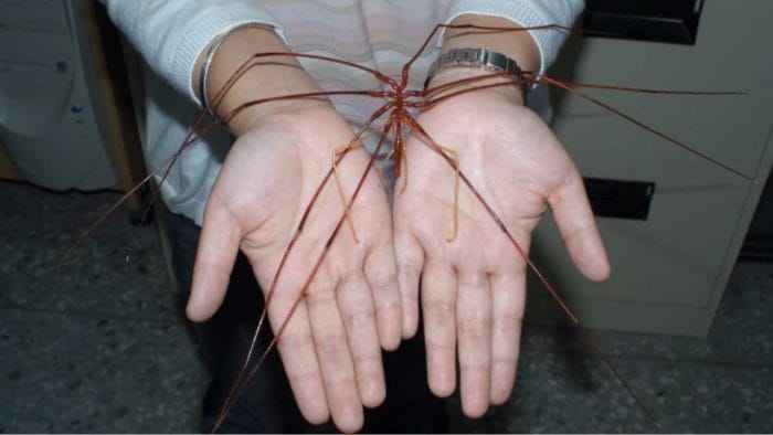 Todo lo que necesitas saber sobre la araña marina | Eltiempo.es