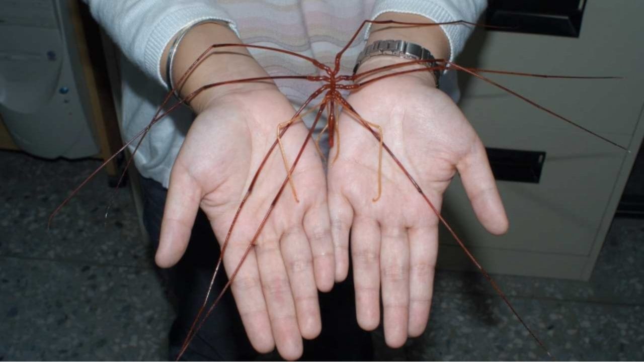 Todo lo que necesitas saber sobre la araña marina | Eltiempo.es