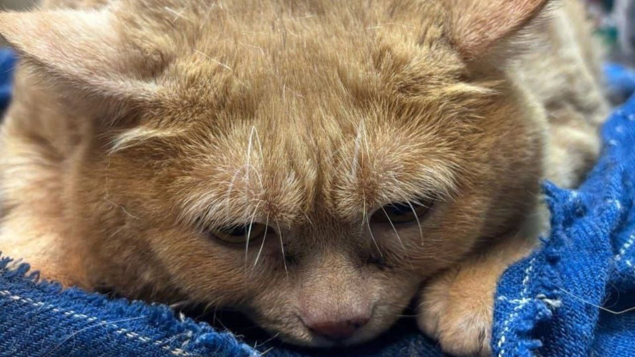 La historia de Kroshik, el gato de 17 kilos que lucha por recuperar su ...