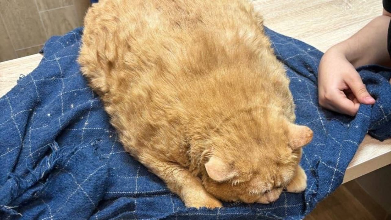 La historia de Kroshik, el gato de 17 kilos que lucha por recuperar su ...