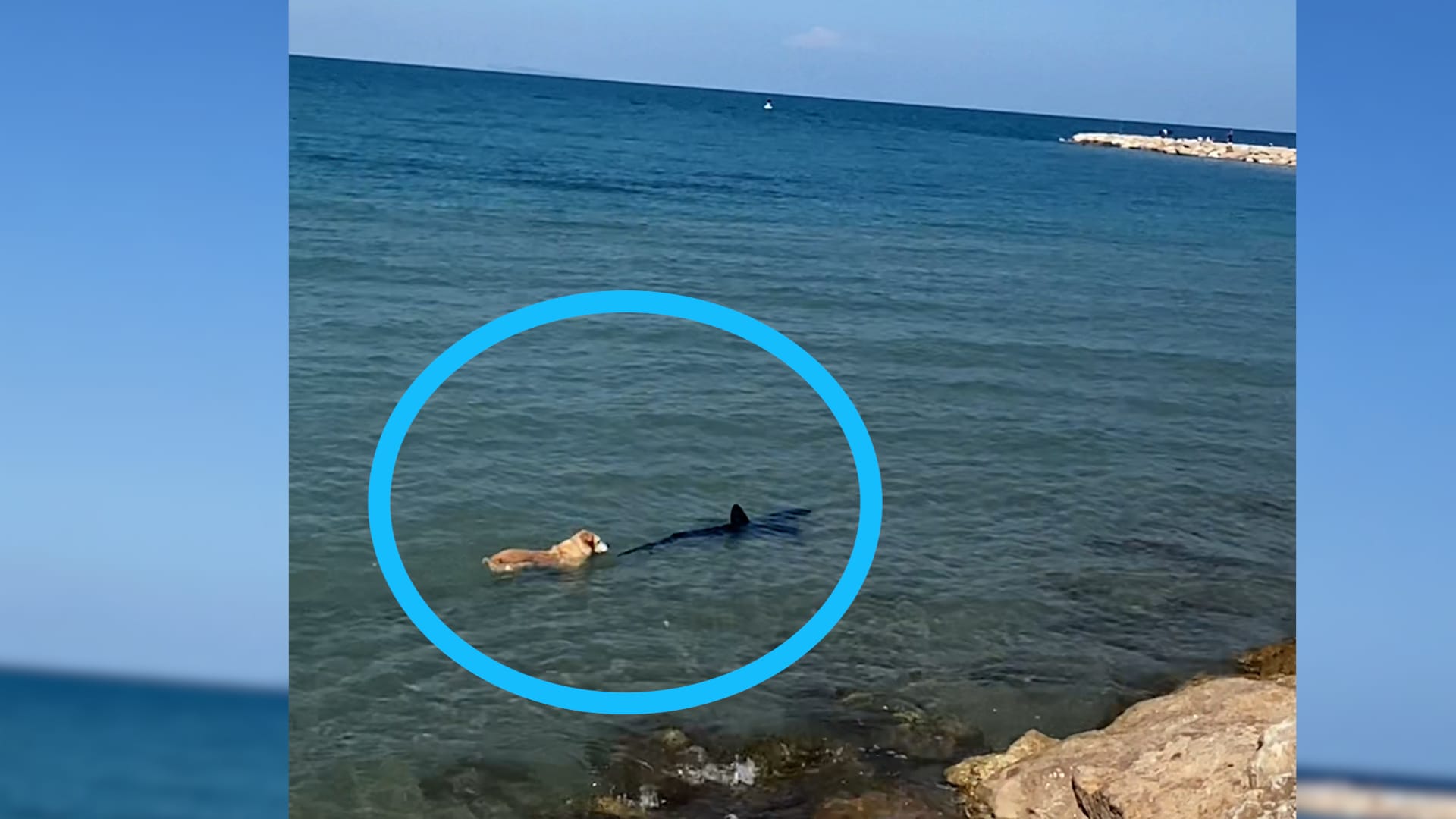 Un perro se lanza al agua para enfrentarse a un tiburón en Dénia ...