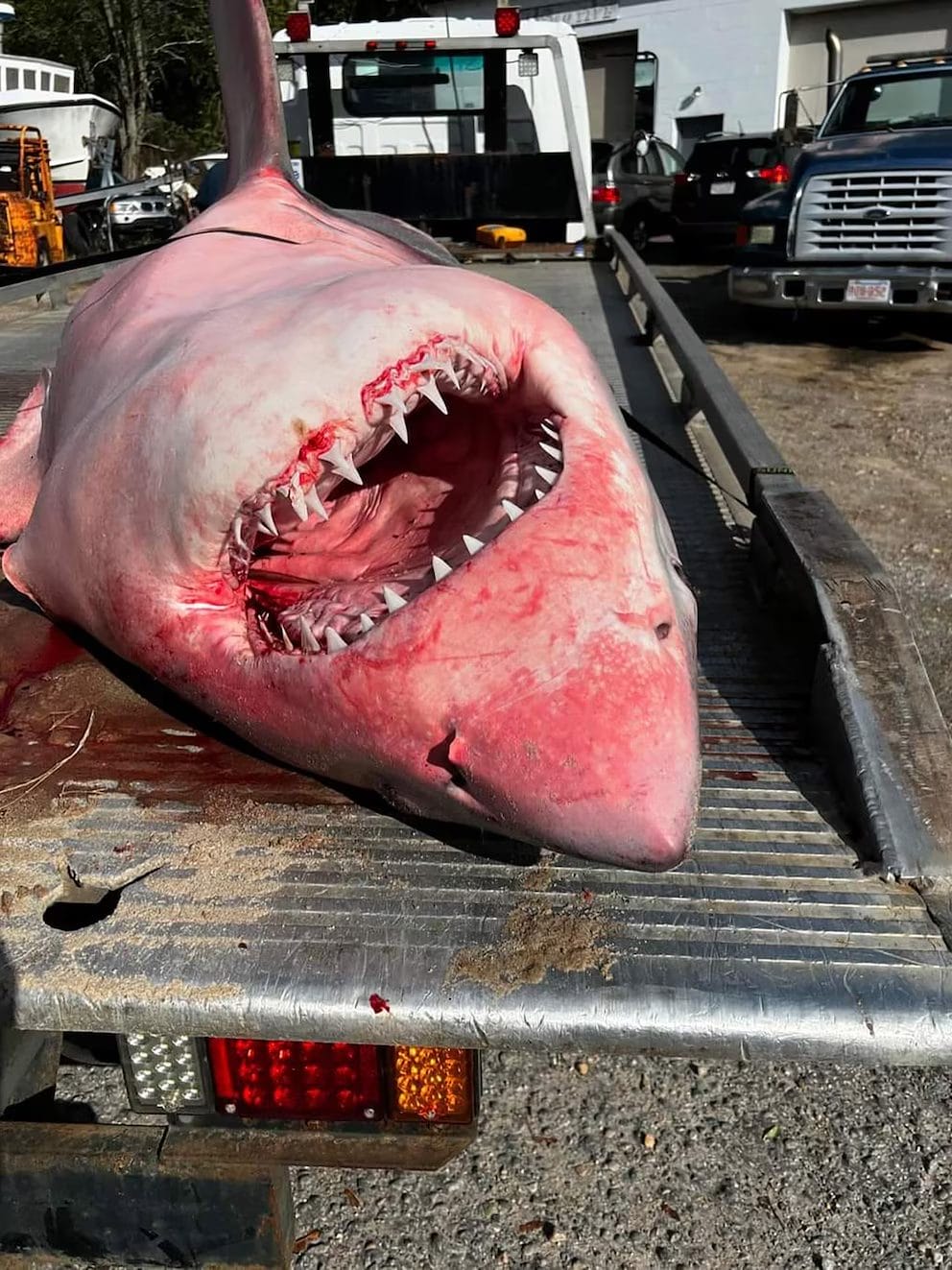 Un gran tiburón blanco aparece muerto en esta playa: «Necesitaremos un ...