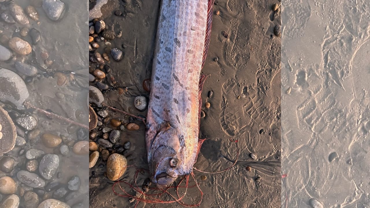 El pez remo reaparece en esta ciudad y despierta mitos y leyendas a su ...