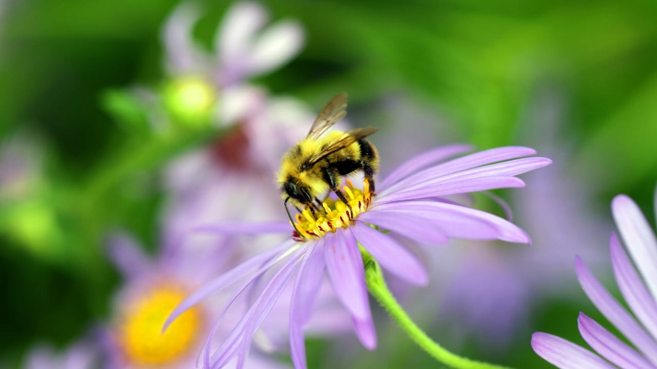 ¿Qué es la simbiosis? Tipos, ejemplos e importancia en la naturaleza ...