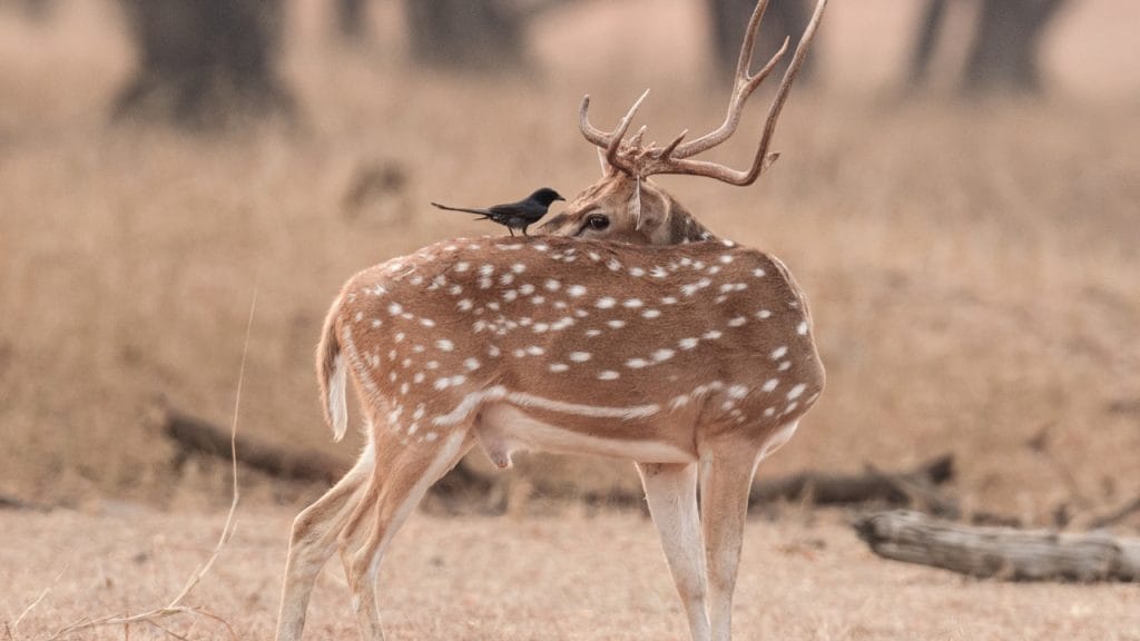 ¿Qué es la simbiosis? Tipos, ejemplos e importancia en la naturaleza ...