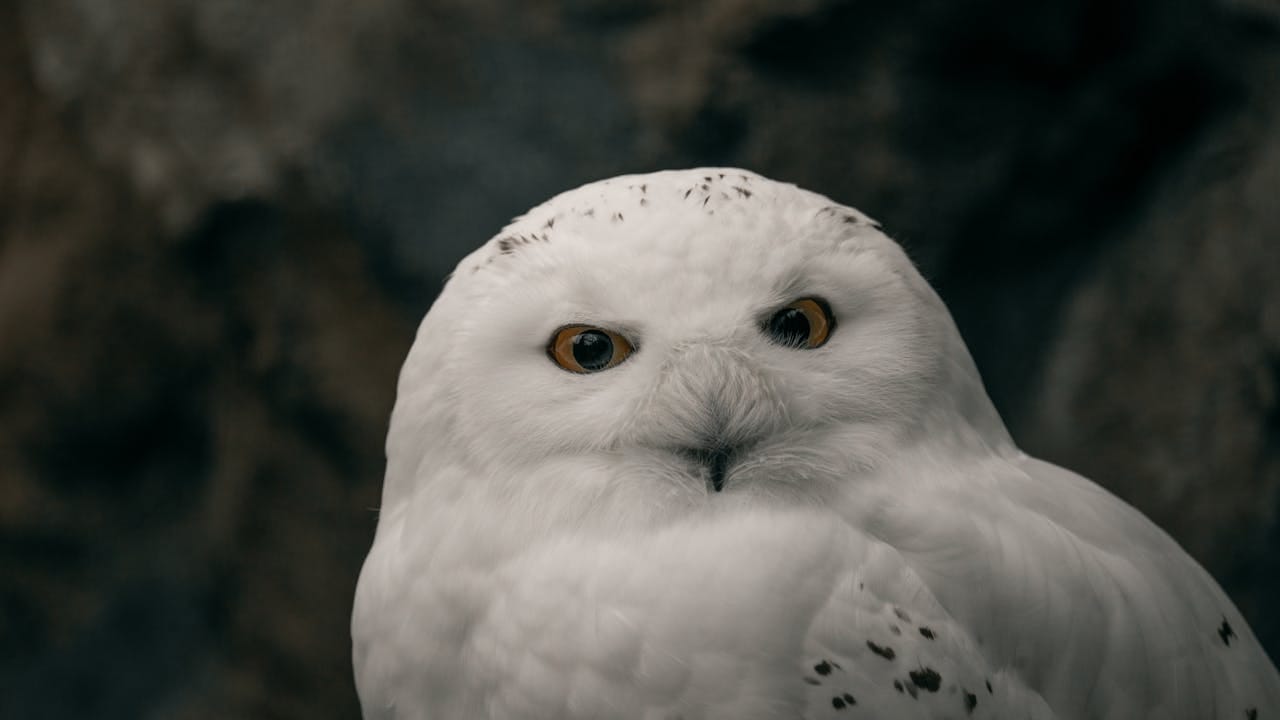 Búhos de nieve: Todo lo que debes saber sobre esta majestuosa ave ...