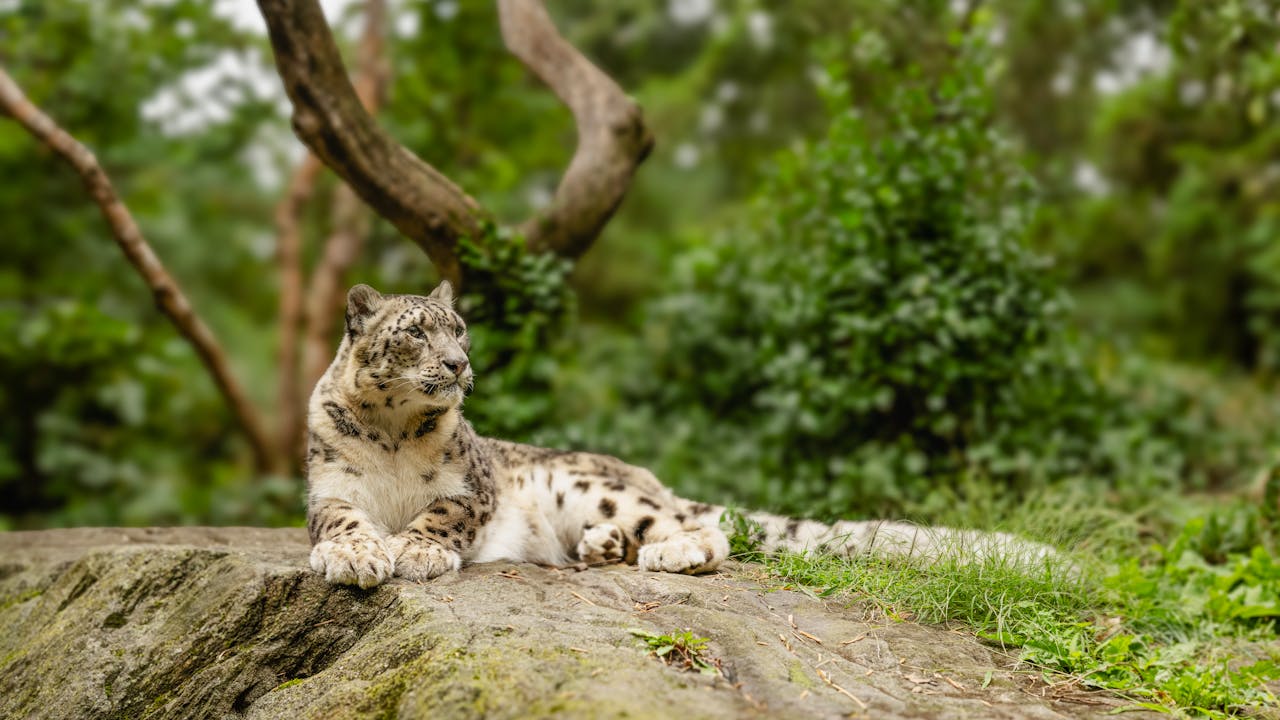 Selva: Qué es, tipos y por qué es vital para el mundo | Eltiempo.es