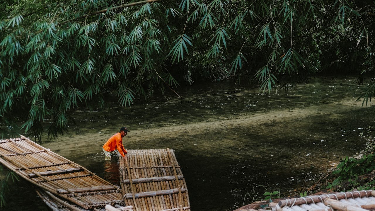 Selva: Qué es, tipos y por qué es vital para el mundo | Eltiempo.es