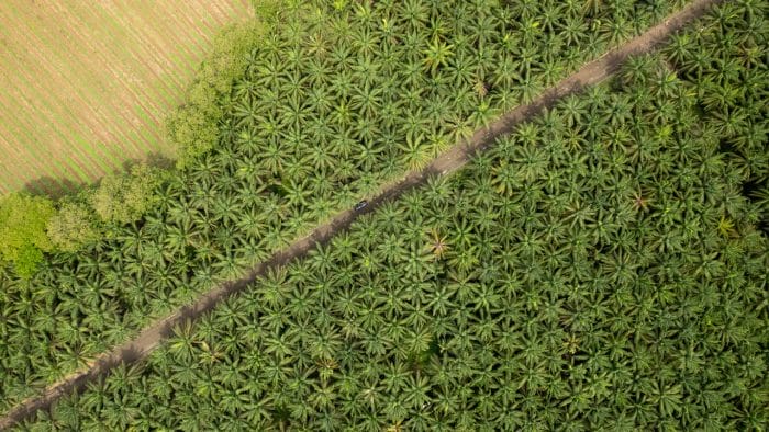 Selva: Qué es, tipos y por qué es vital para el mundo | Eltiempo.es