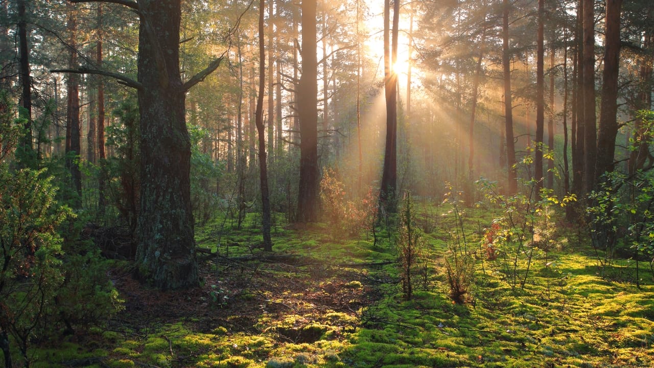 Estos son los grandes bosques del mundo | Eltiempo.es