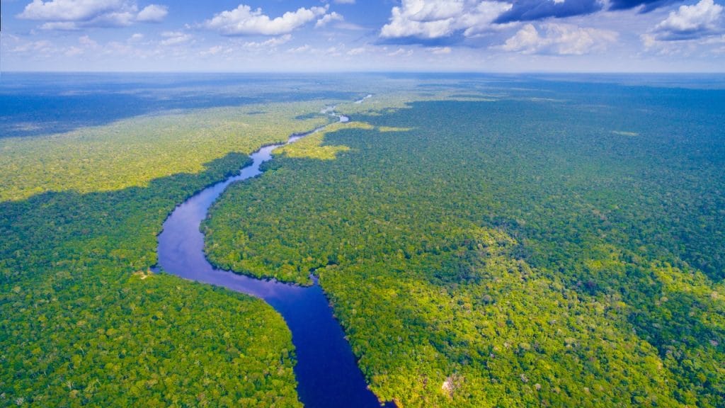 Estos son los grandes bosques del mundo | Eltiempo.es