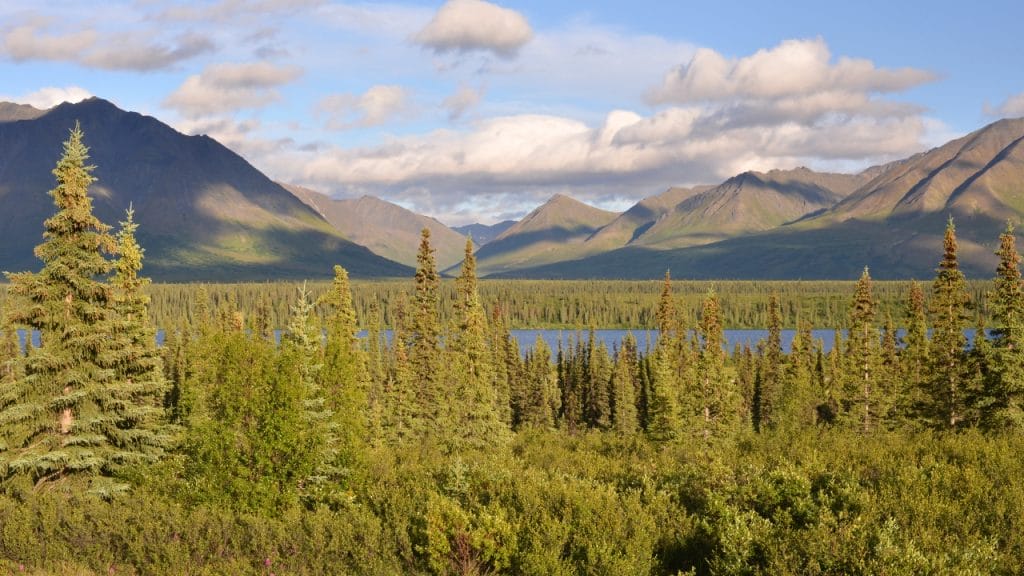 Estos son los grandes bosques del mundo | Eltiempo.es