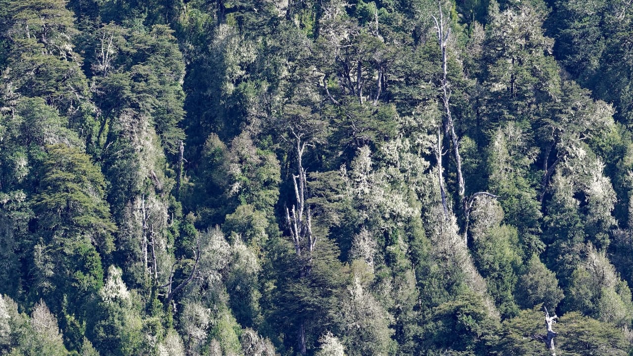 Estos son los grandes bosques del mundo | Eltiempo.es