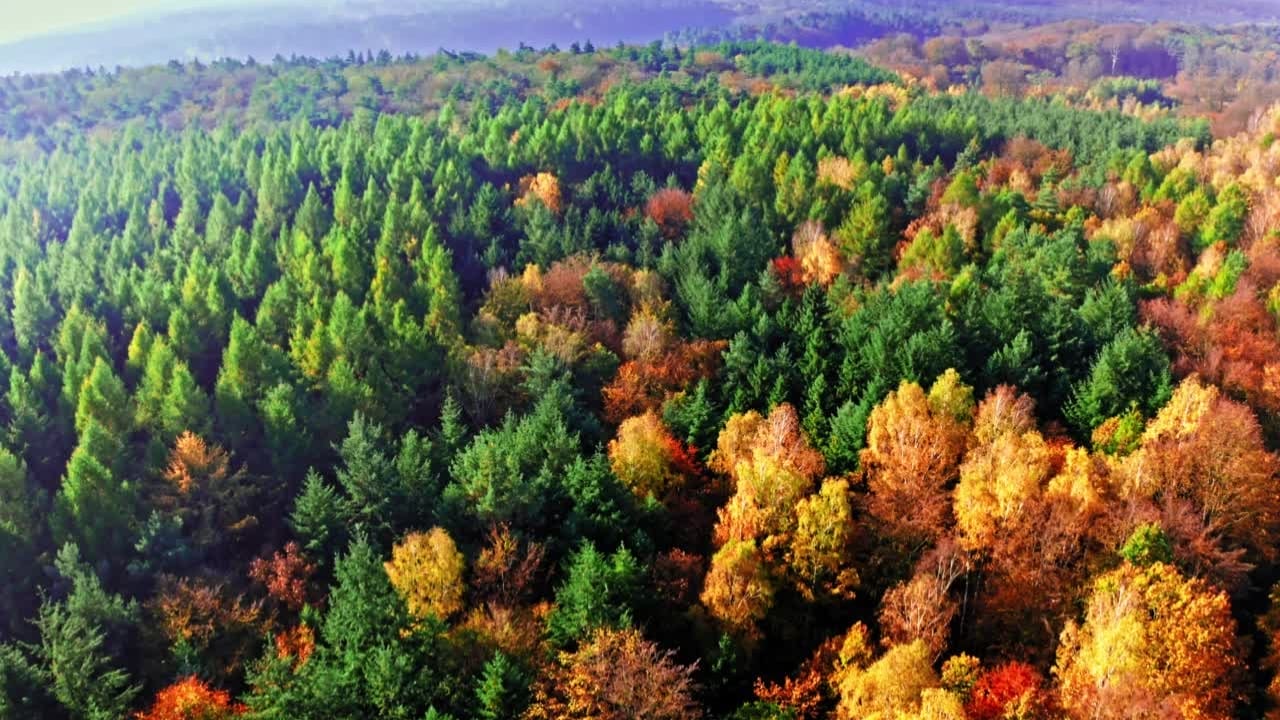 Estos son los grandes bosques del mundo | Eltiempo.es