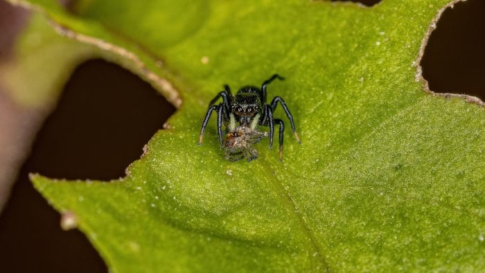 ¡Lluvia de arañas! El sorprendente fenómeno que ha sucedido en Brasil ...