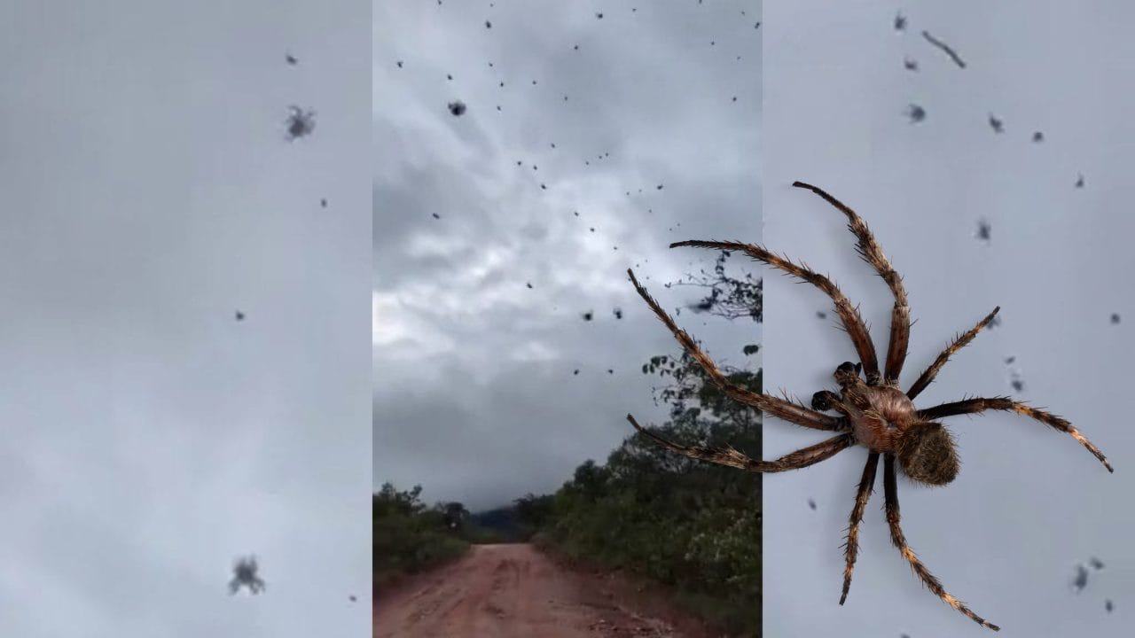 ¡Lluvia de arañas! El sorprendente fenómeno que ha sucedido en Brasil ...